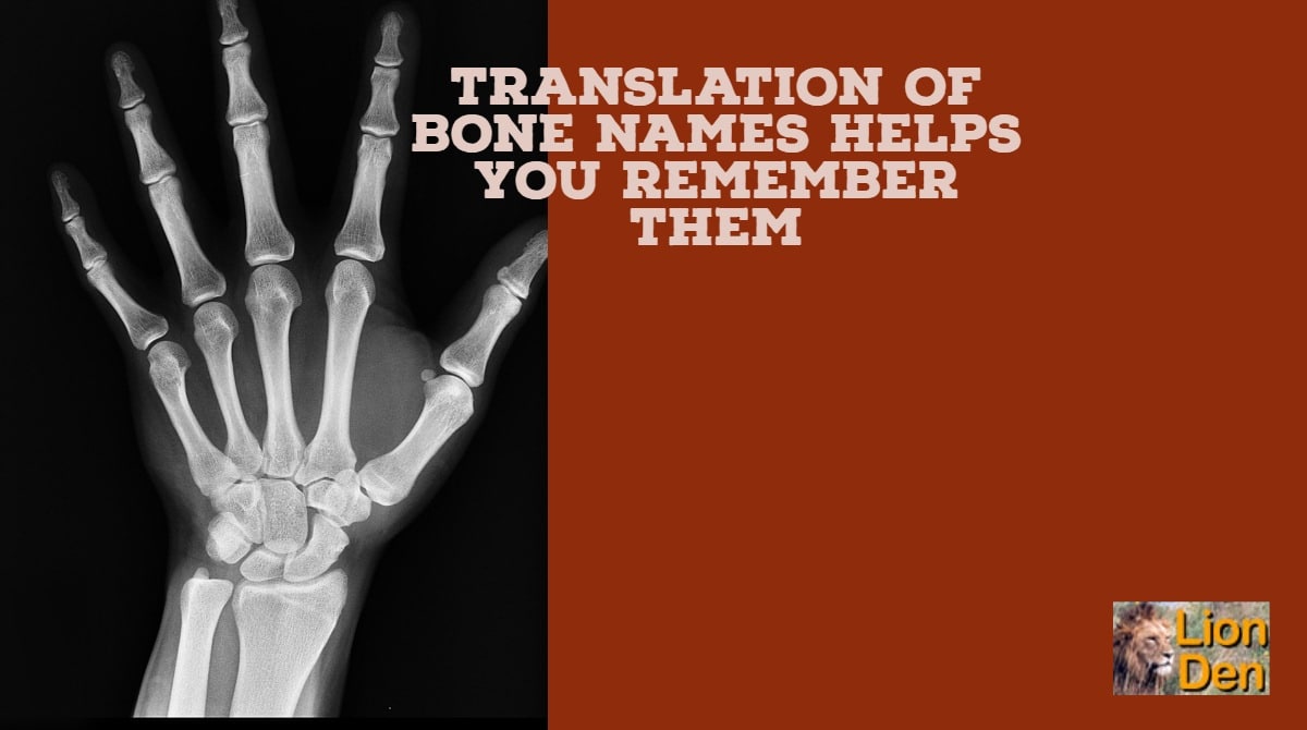 Bone Names | Translation of Bone Names Helps You Remember Them
