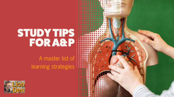 List Of Study Tips Tools For Success In Anatomy Physiology list-of-study-tips-tools-for-success-in-anatomy-physiology